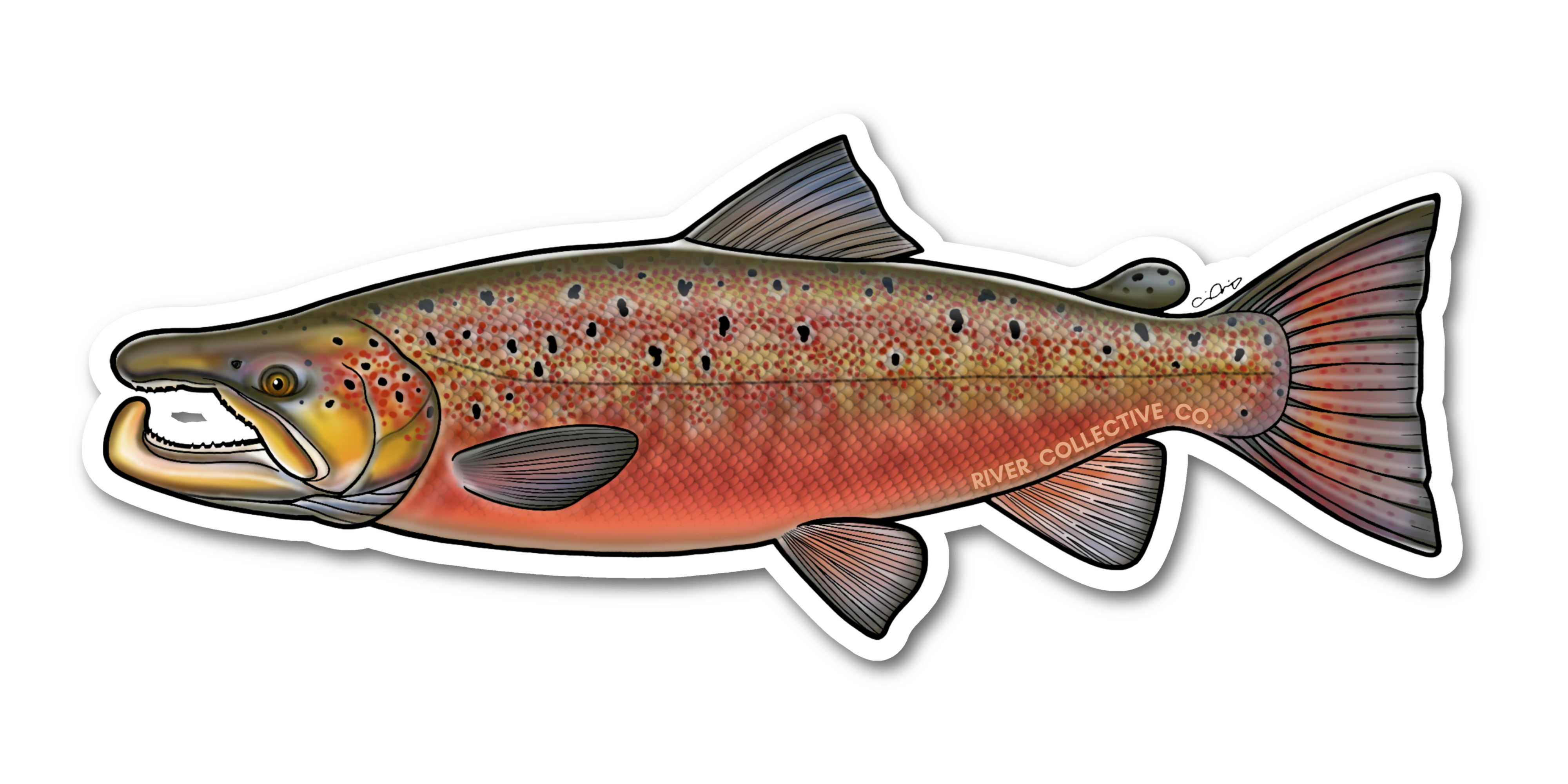 ATLANTIC SALMON (SPAWN) DECAL STICKER – River Collective Co.