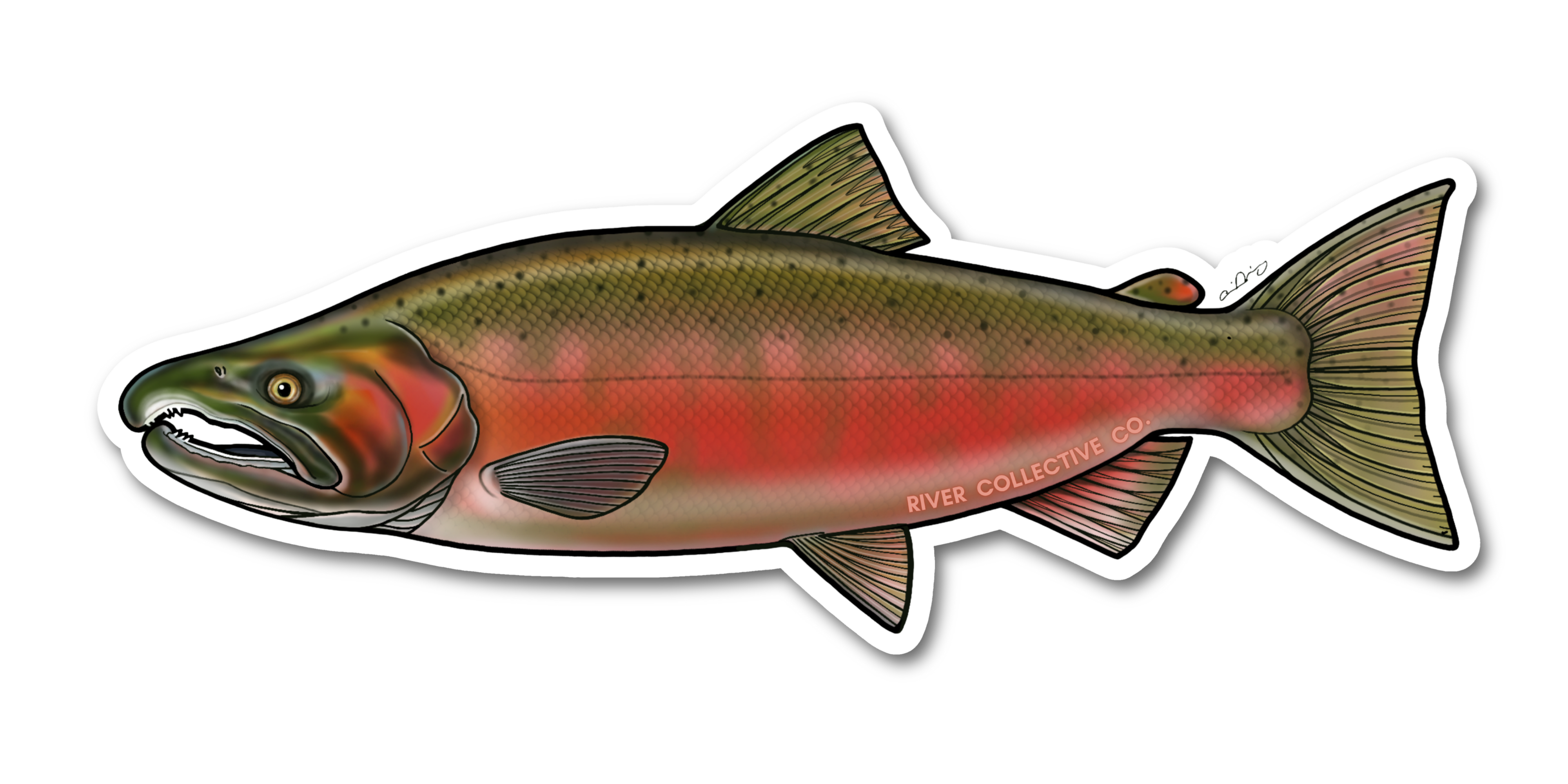 COHO SALMON (SPAWN) DECAL STICKER – River Collective Co.