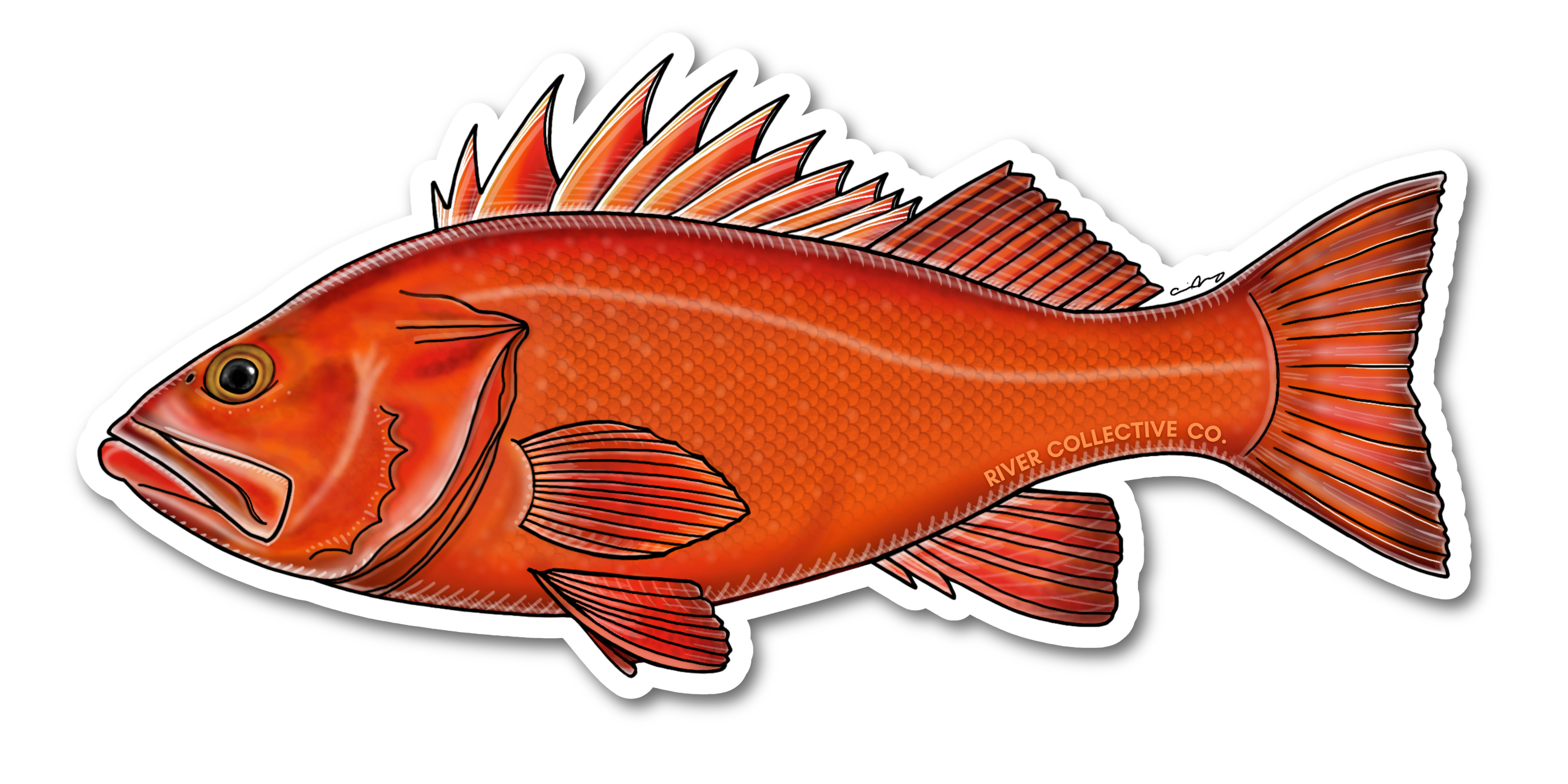 ROCKFISH DECAL STICKER – River Collective Co.