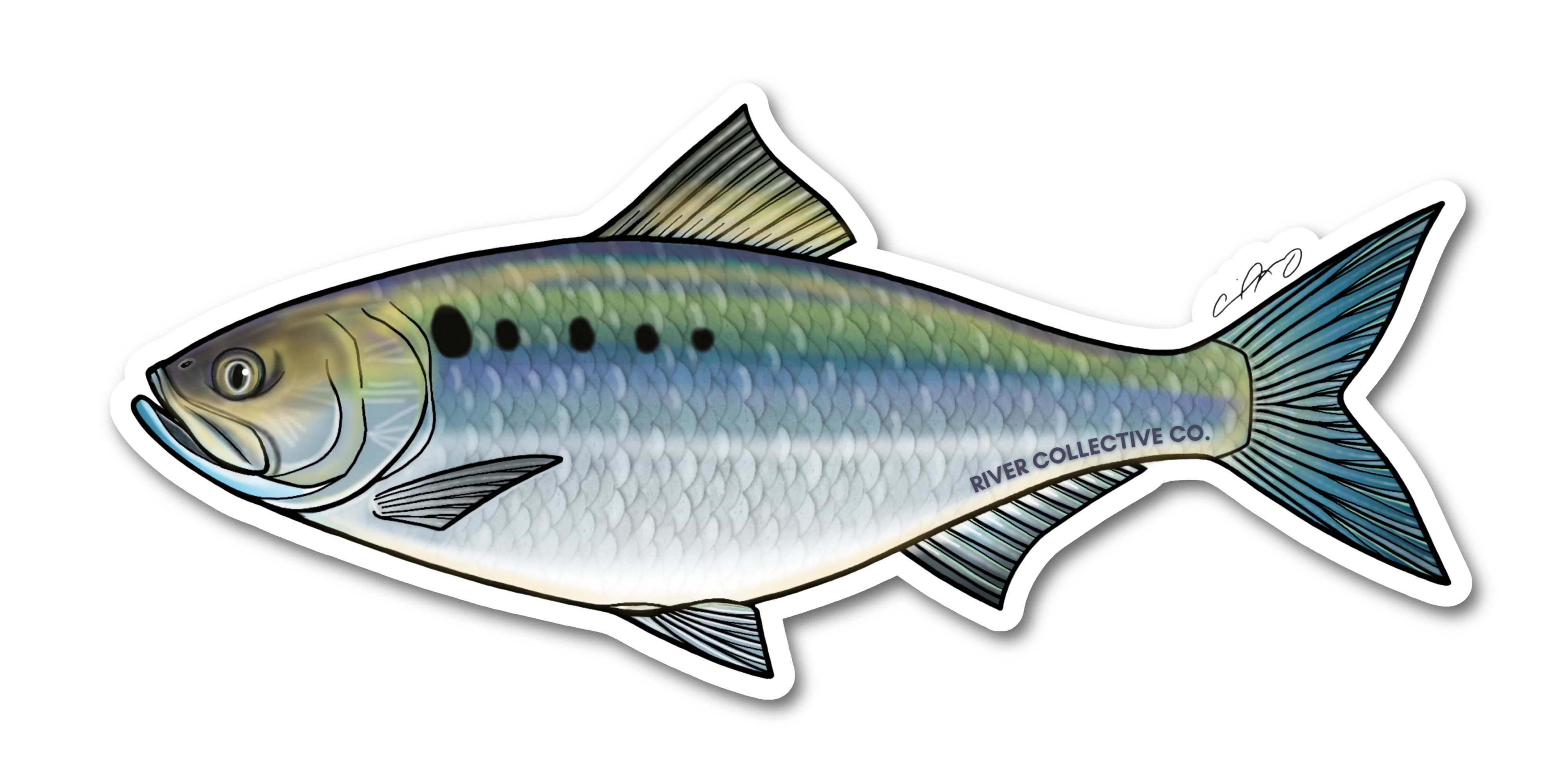 AMERICAN SHAD DECAL STICKER – River Collective Co.