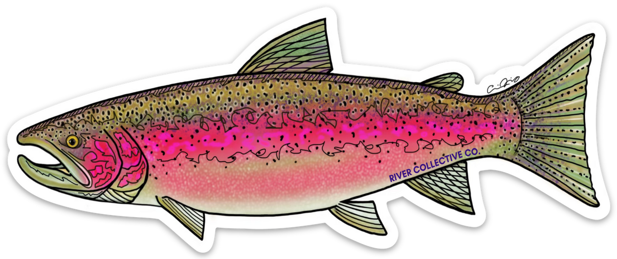 STEELHEAD DECAL (SPAWN) – River Collective Co.